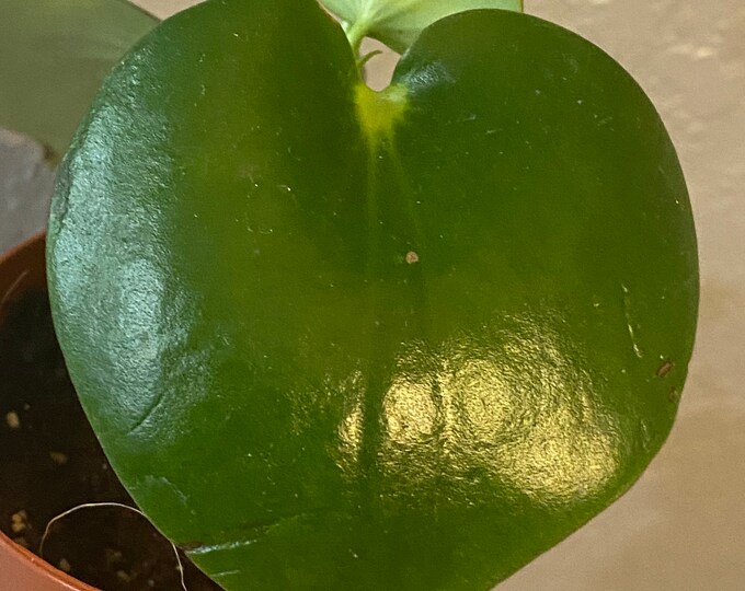 Peperomia Polybotrya 'raindrop' Rubber Plant - Etsy