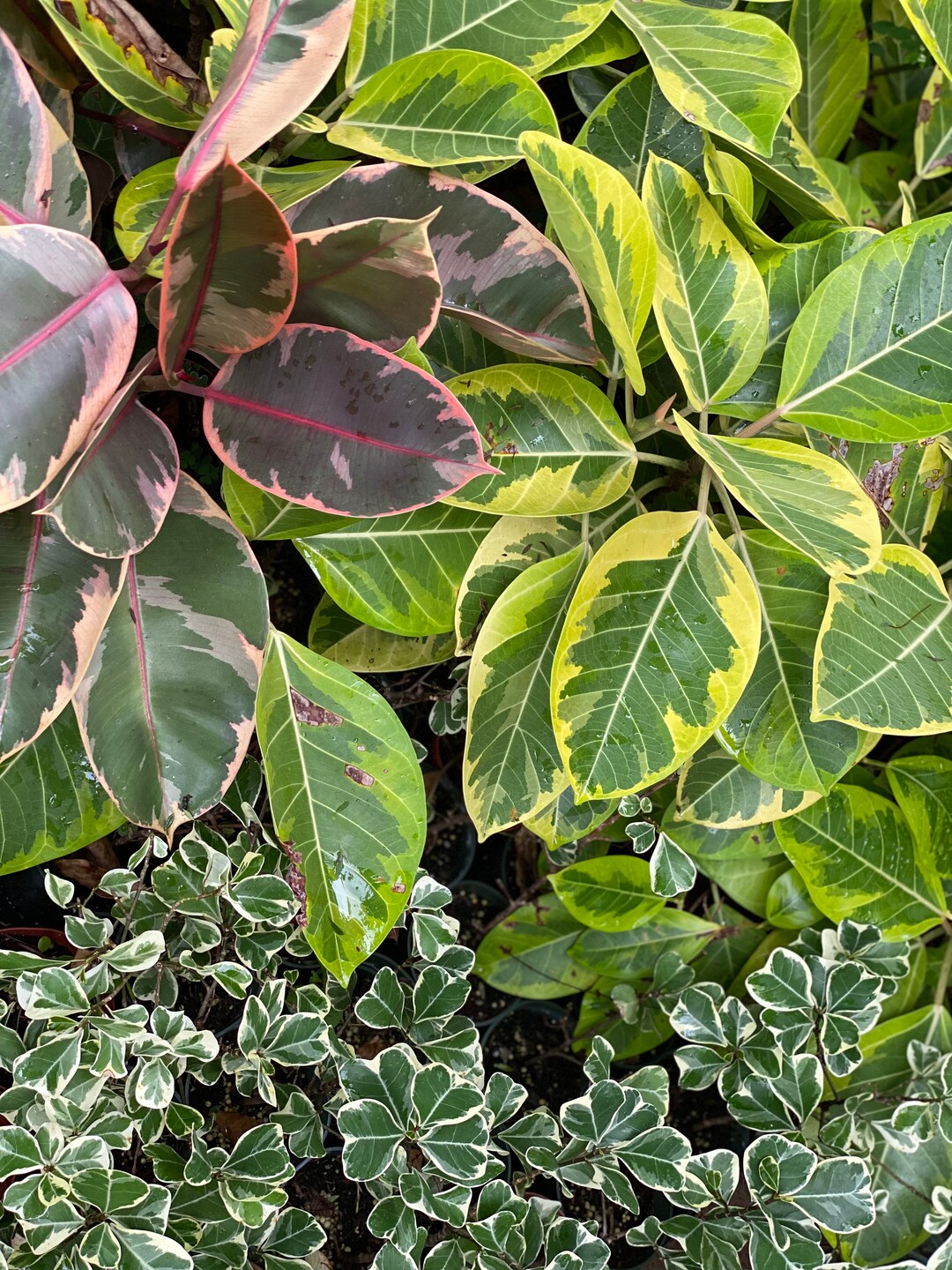 Excellent for Bonsai - - Ficus Triangularis --variegated Plants ...