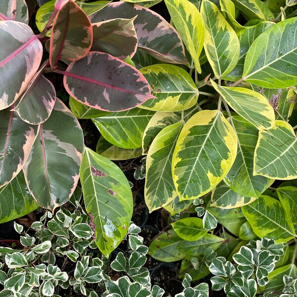 Ficus Triangularis Variegated - Etsy
