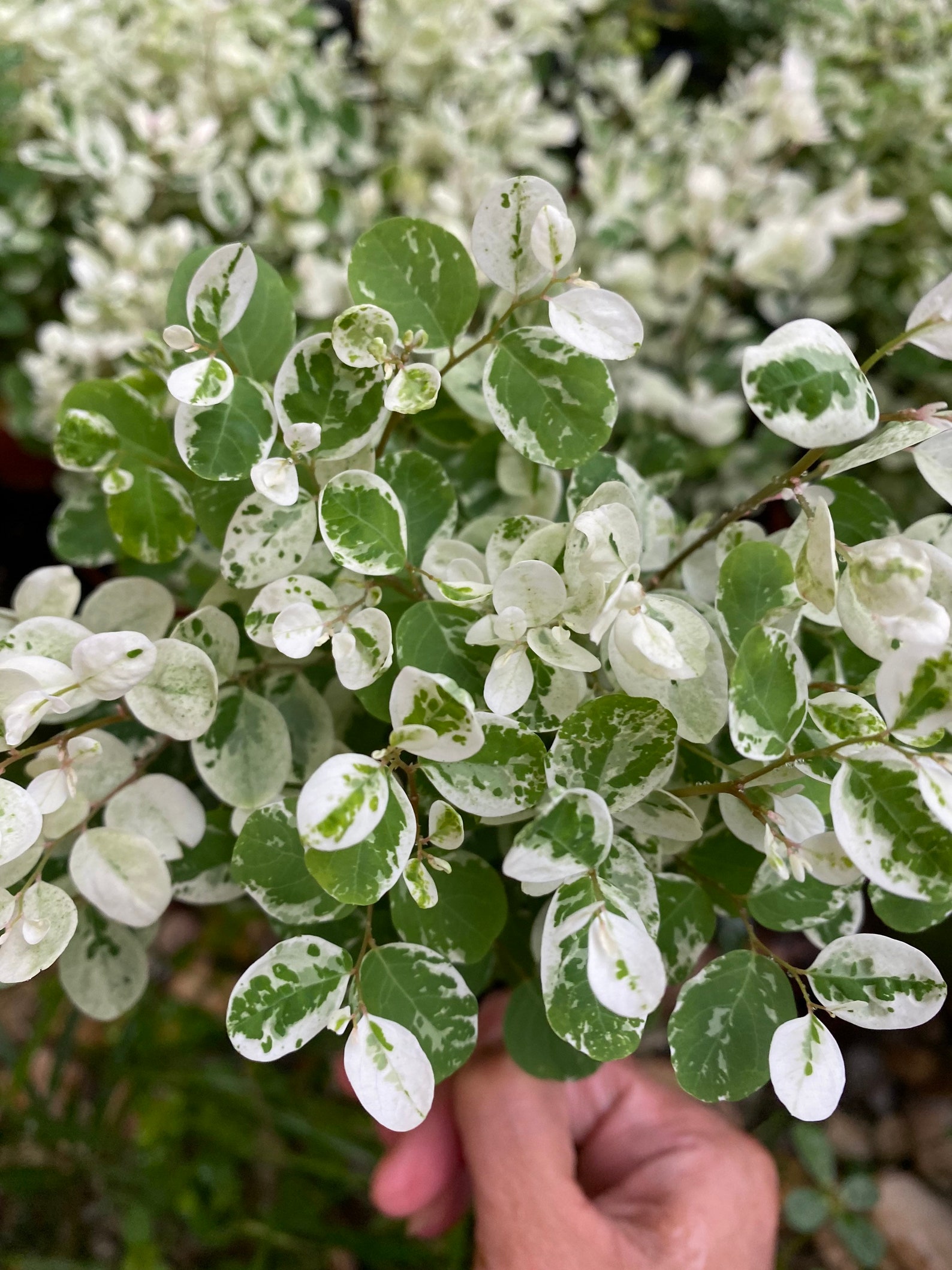 Variegated Breynia disticha Dwarf Snowbush Hawaiian | Etsy