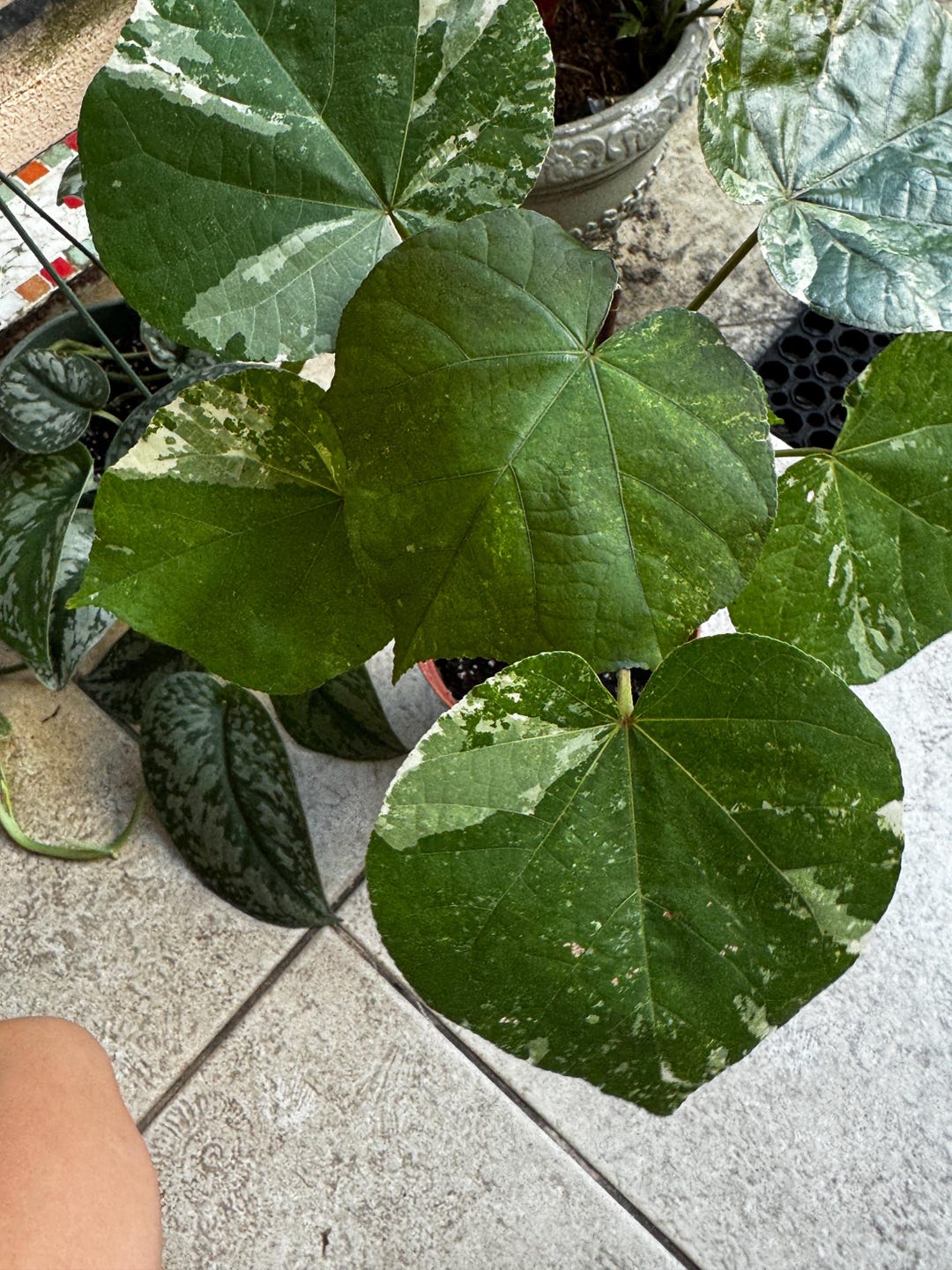 Variegated Sea Hibiscus Mahoe 6 LIVE Potted Plant - Etsy