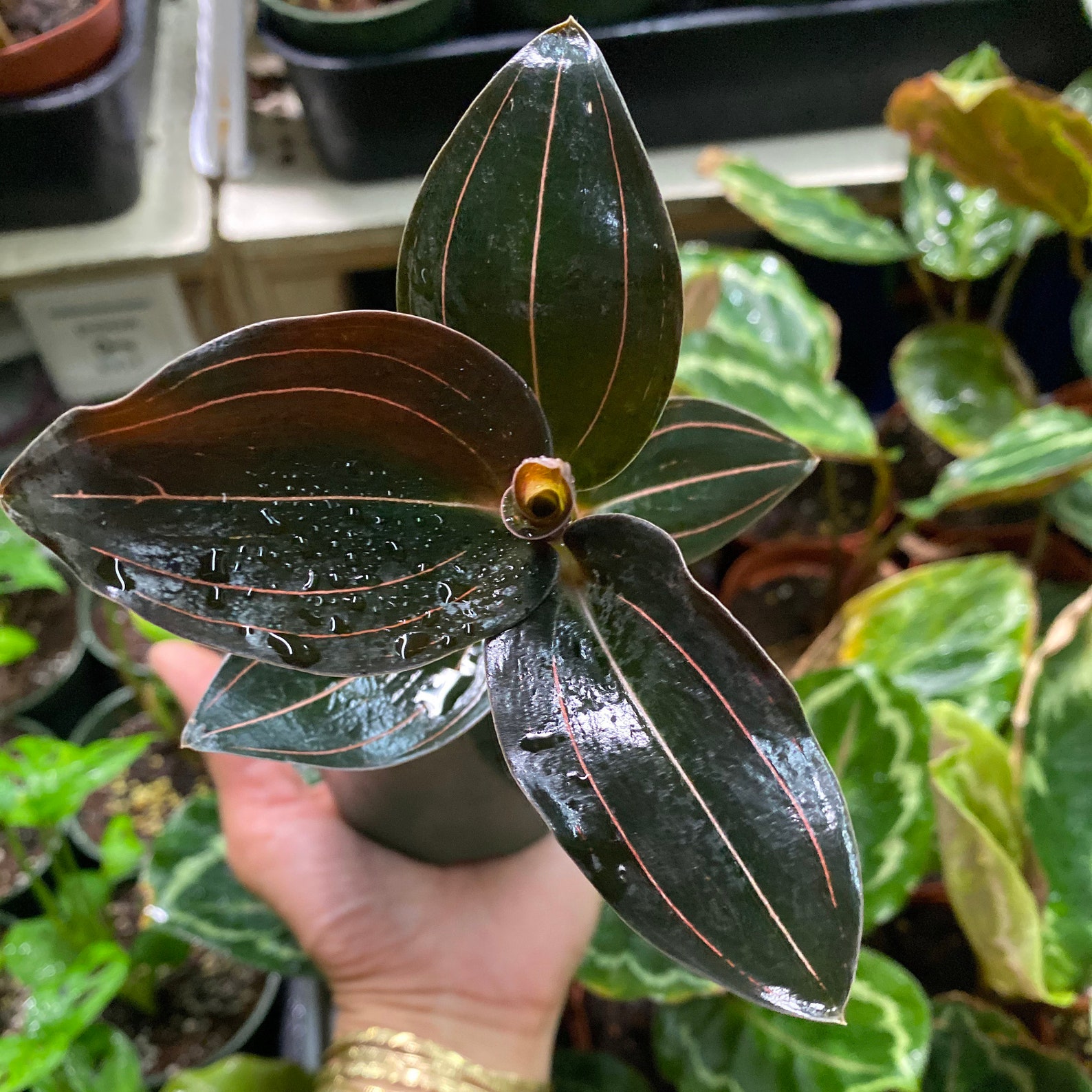 Sea Turtle Jewel Orchid Ludochilus Spp. sea Turtle live | Etsy