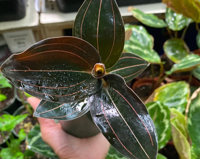 Sea Turtle Jewel Orchid -- Ludochilus Spp. ‘sea Turtle’ --live Plant ...