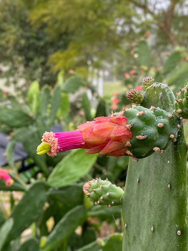 5 Paddles Prickly Pear Cactus--5 Pieces--large 9-12 Inches Each ...