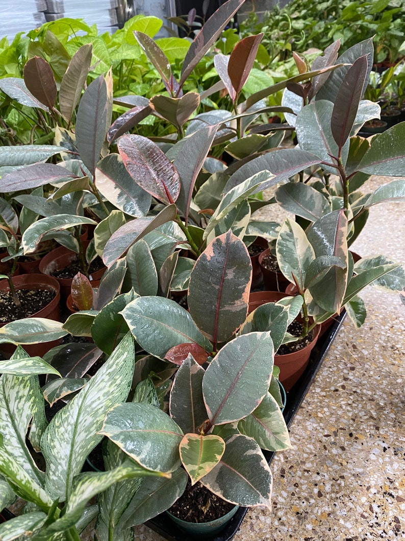 Ficus Elastica Variegata Ruby Variegated Rubber Tree Plant | Etsy