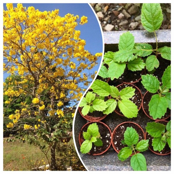 Fast Growing Live Trees - Etsy