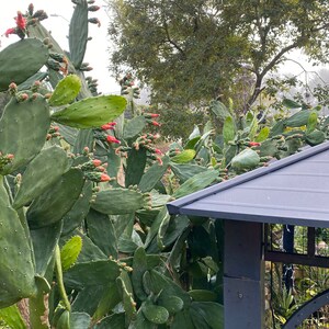 5 Paddles Prickly Pear Cactus--5 Pieces--large 9-12 Inches Each ...