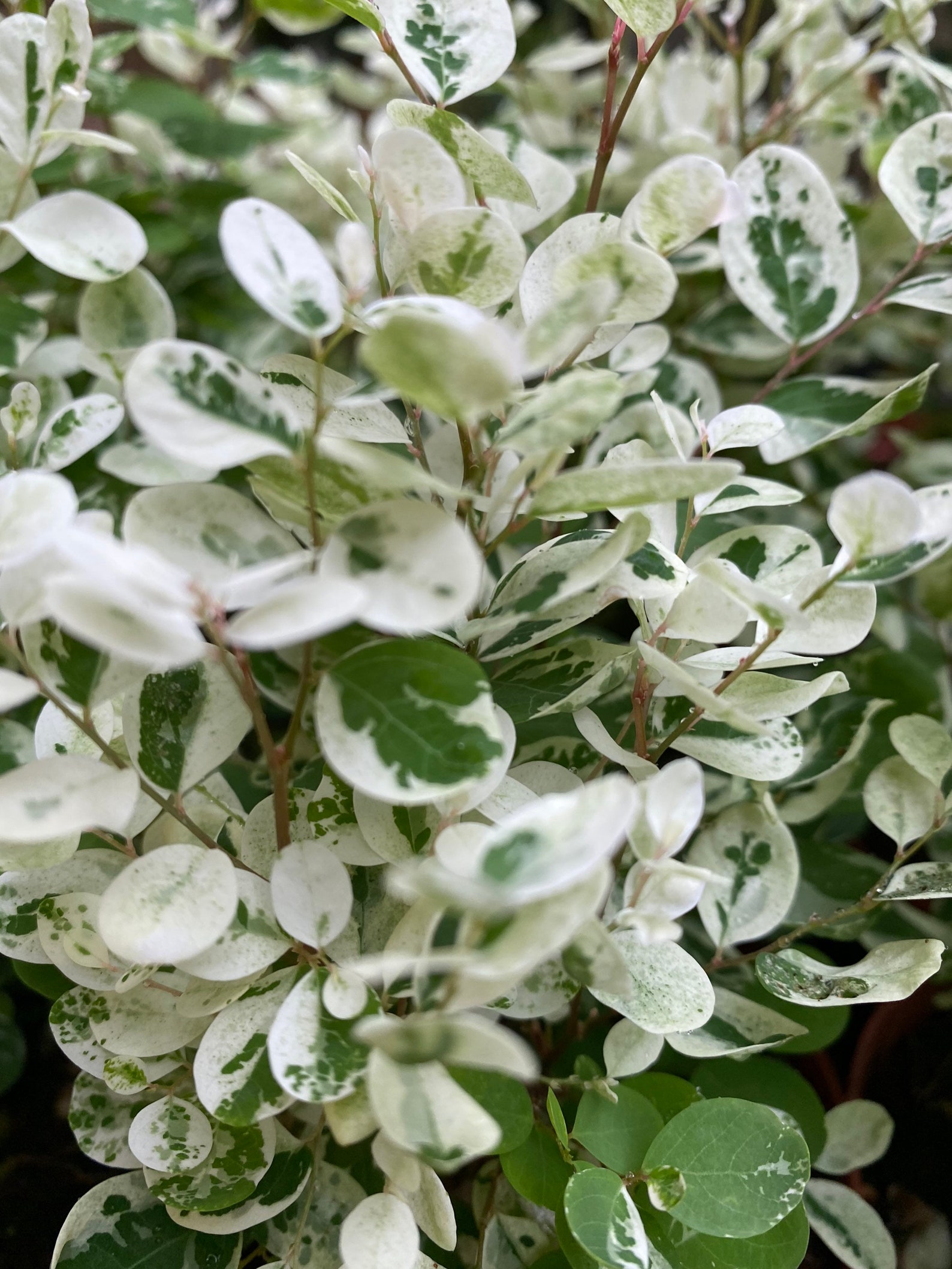 Variegated Breynia disticha Dwarf Snowbush Hawaiian | Etsy