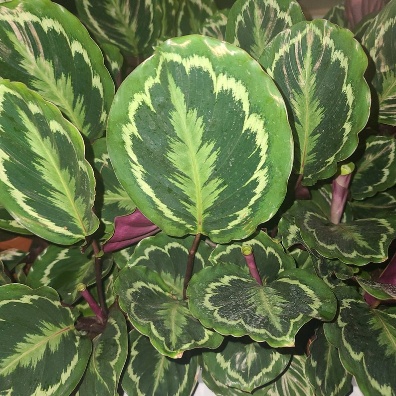 Calathea Red Prayer Plant