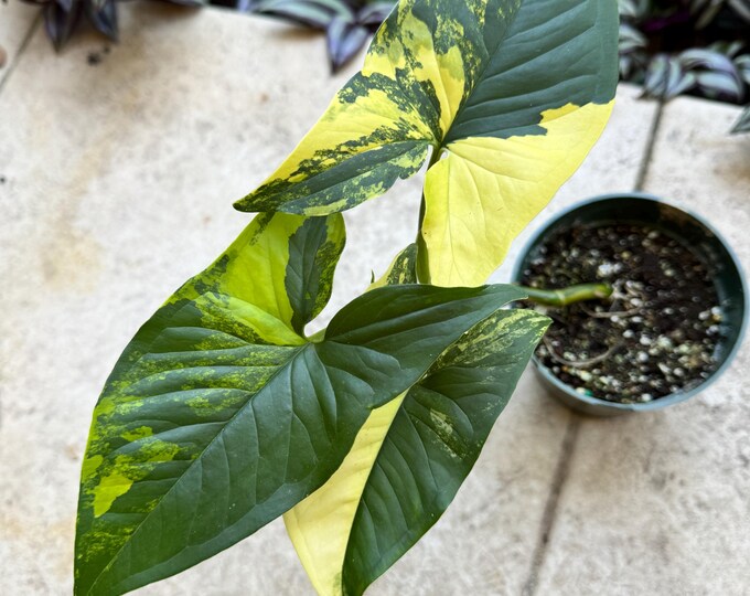 Variegated Syngonium Podophyllum Aurea --exact Plant--arrowhead Plant ...
