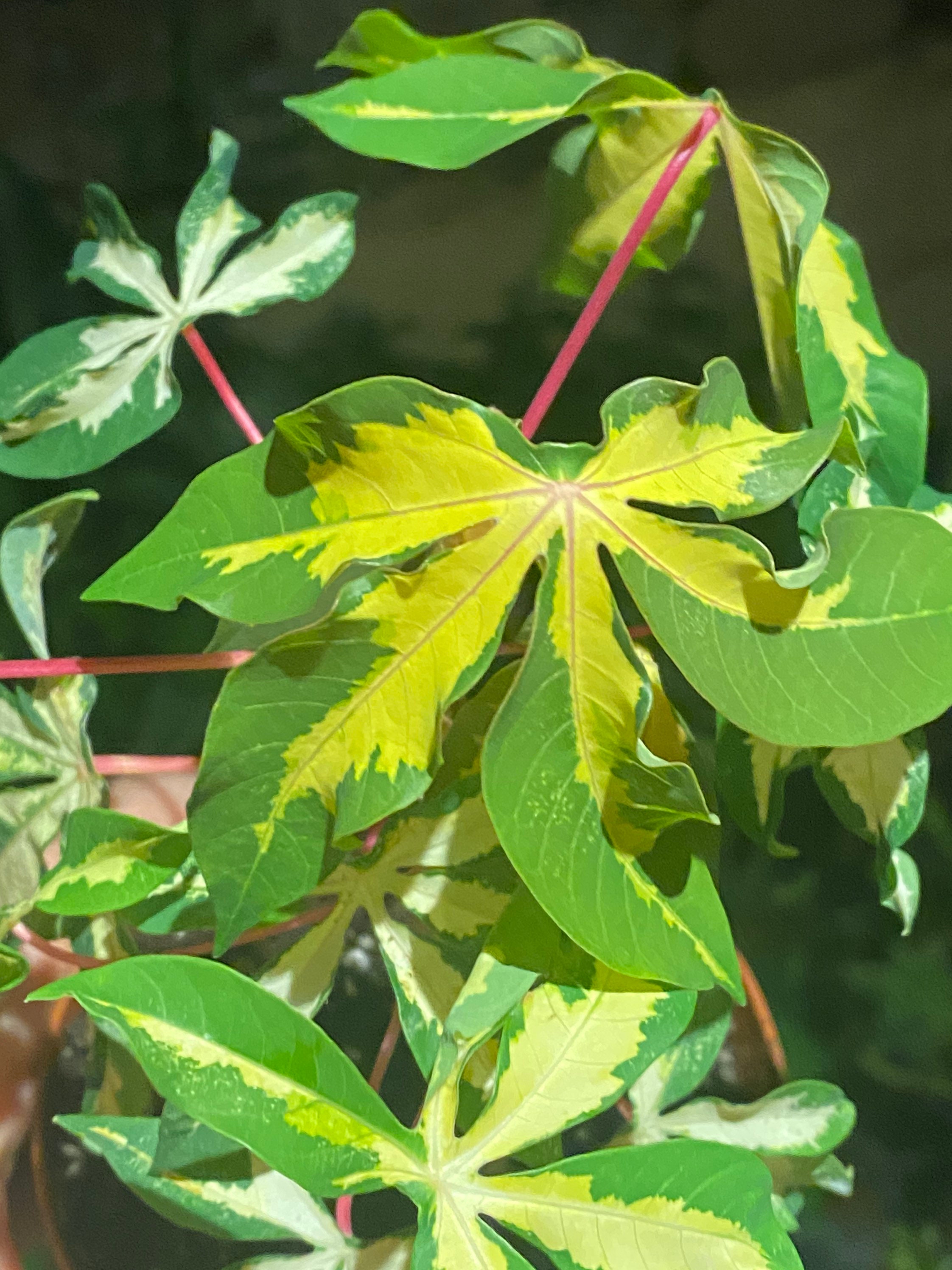 House Plants Variegated TriColor Yuca Cassava Tropical Food Plant ...