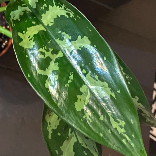 Chinese Evergreen Maria Plant - Etsy
