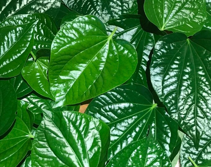 Bel Tree Leaves , Bilva Patra, Bel Patra, Bel Fruit, Golden Apple Fresh ...