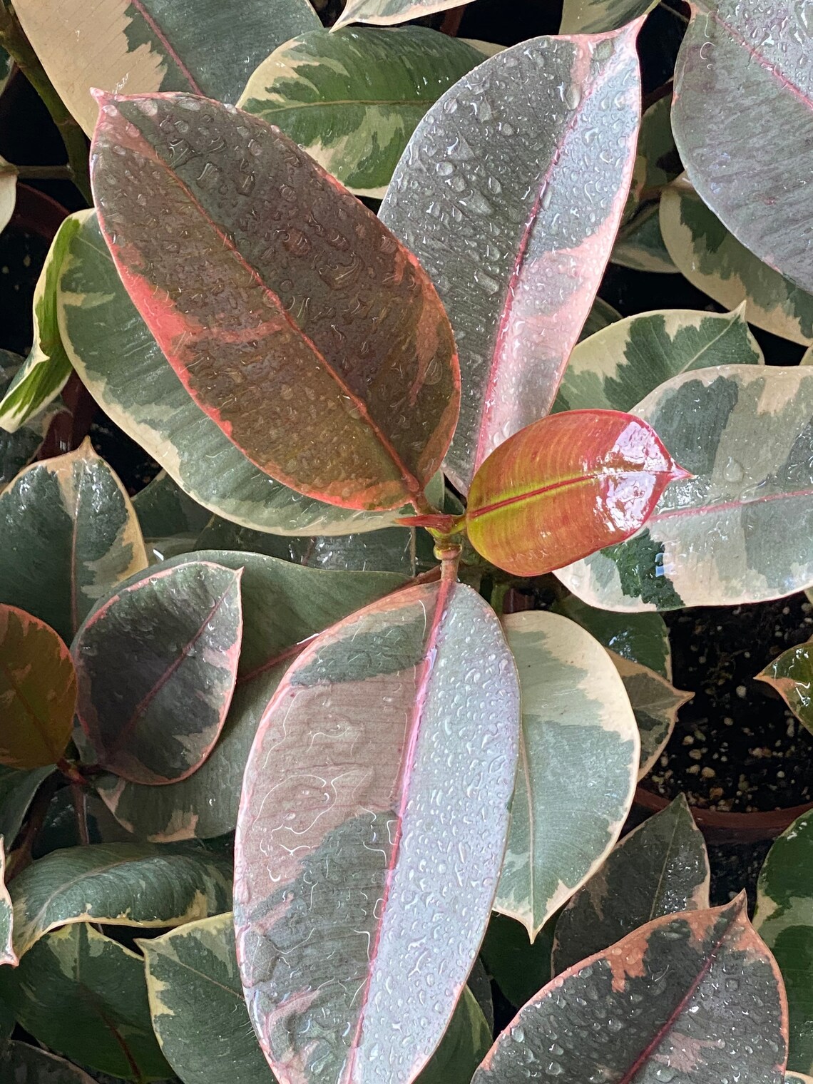 Ficus Elastica Variegata Ruby Variegated Rubber Tree Plant | Etsy