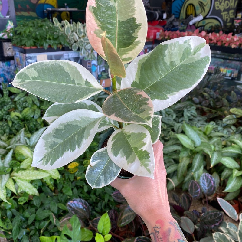 Rubber Plant Live - Etsy