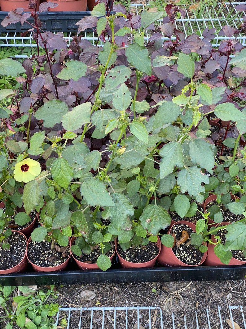 Lemon yellow mallow hibiscus-Marsh Mallow hibiscus-Hibiscus | Etsy