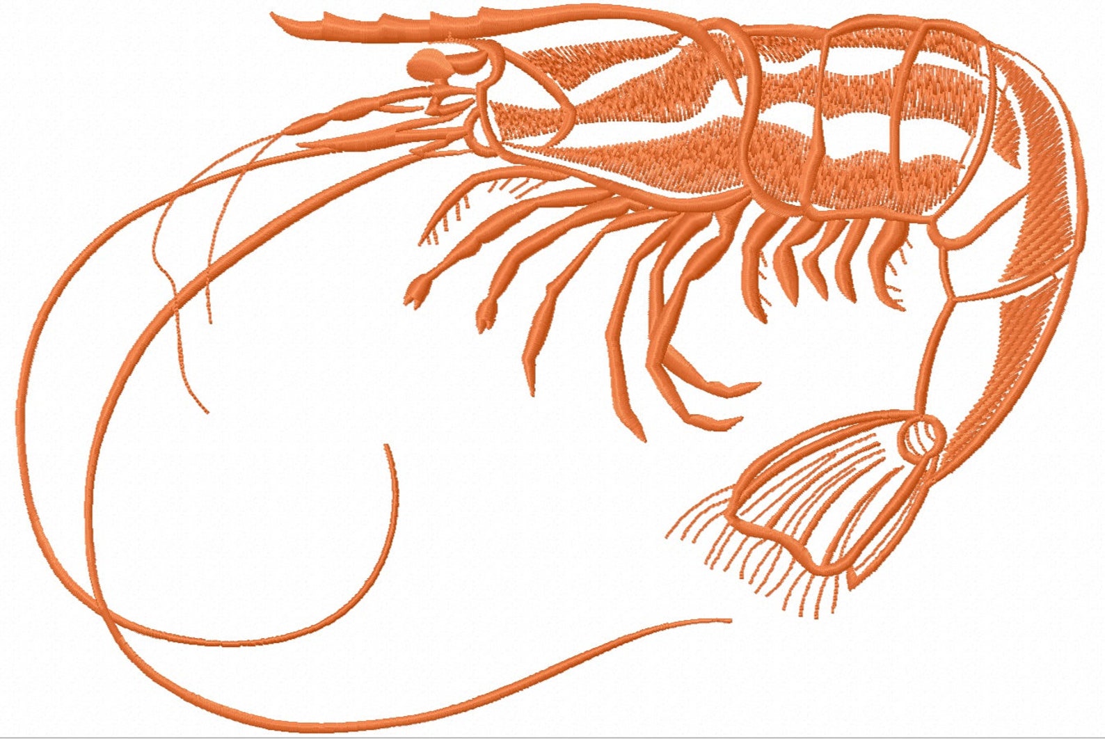 Realistic Shrimp Machine Embroidery Design - Etsy