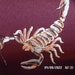Scorpio Realistic Scorpion Machine Embroidery Design Three Sizes ...