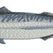Mackerel Fish Machine Embroidery Design Instant Download - Etsy