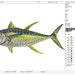 Yellowfin Tuna Machine Embroidery Design Instant Download - Etsy