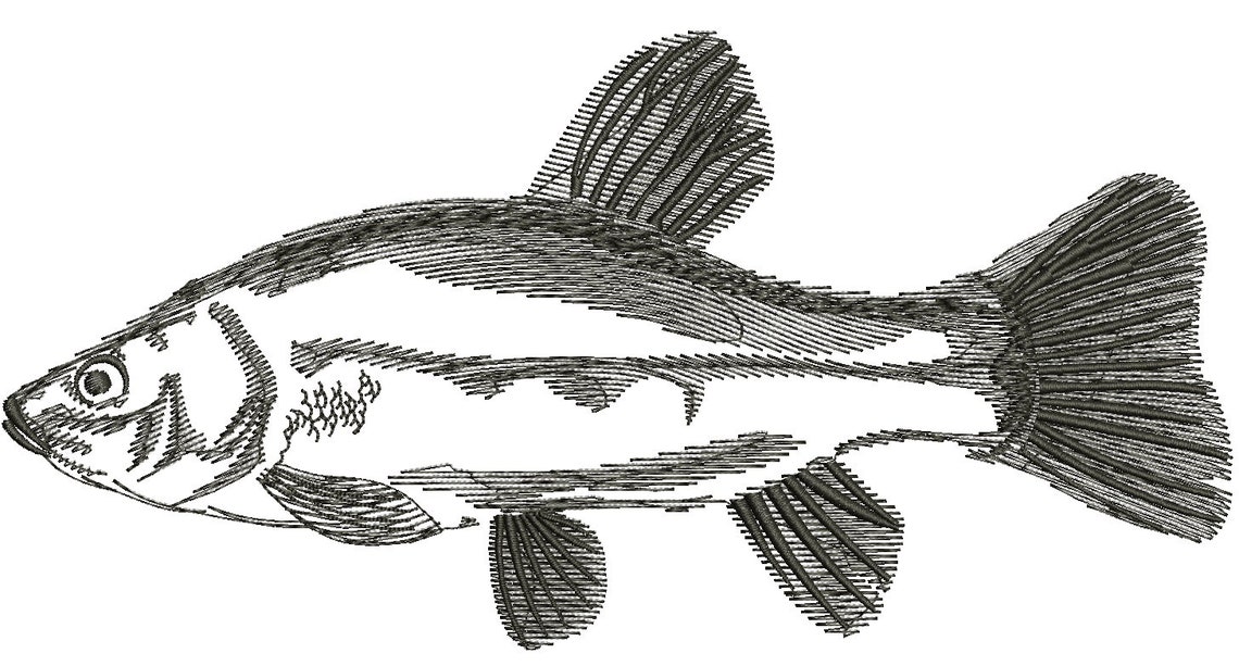 Tench Fish Machine Embroidery Design Instant Download - Etsy