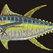 Yellowfin Tuna Machine Embroidery Design Instant Download Attention ...