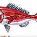 Red Snapper Fish Embroidery Design Instant Download Digital File ...