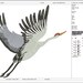 Flying Crane Machine Embroidery Design - Etsy