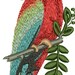 Ara Parrot Machine Embroidery Design Tested - Etsy