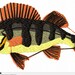 Perch Machine Embroidery Design Instant Download - Etsy