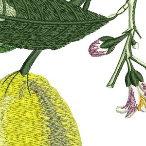 Lemon Embroidery - Machine Embroidery Design Tested - Etsy