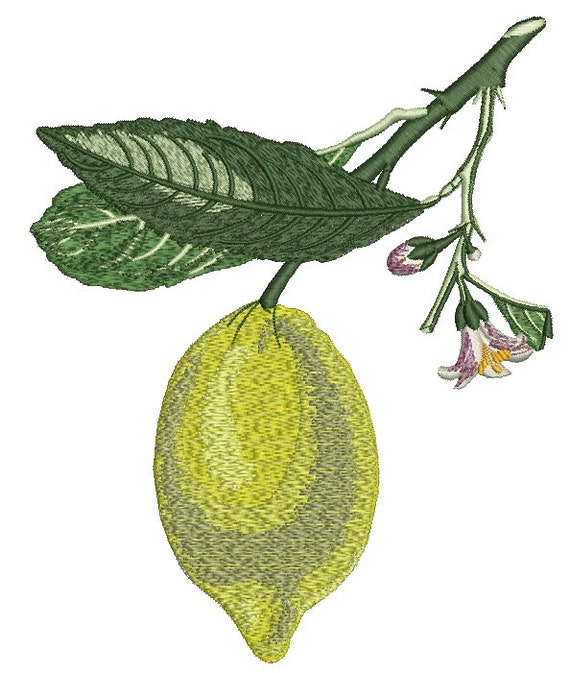 Lemon Embroidery Machine Embroidery Design Tested - Etsy