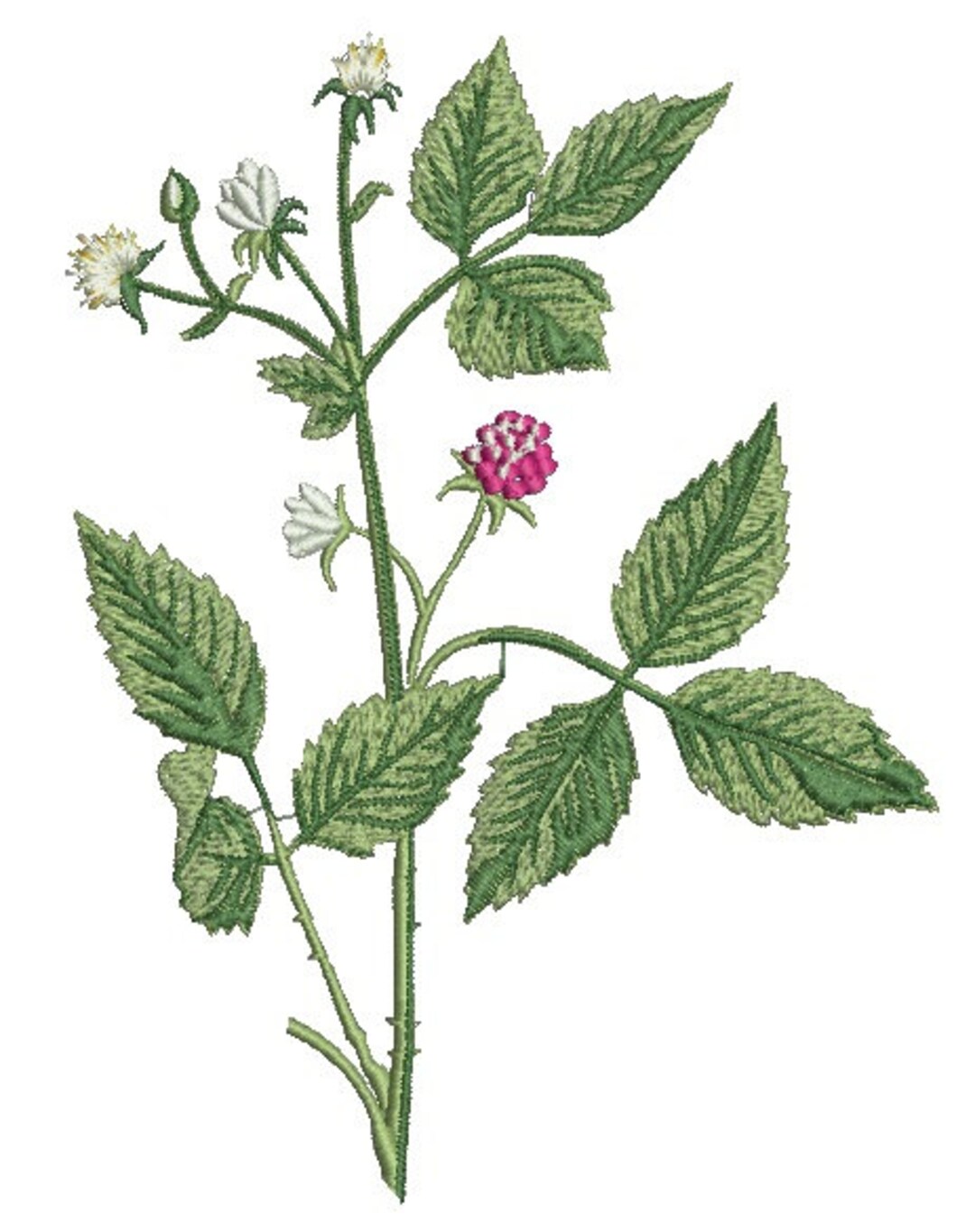 Raspberry Cane - Machine Embroidery Design - Etsy