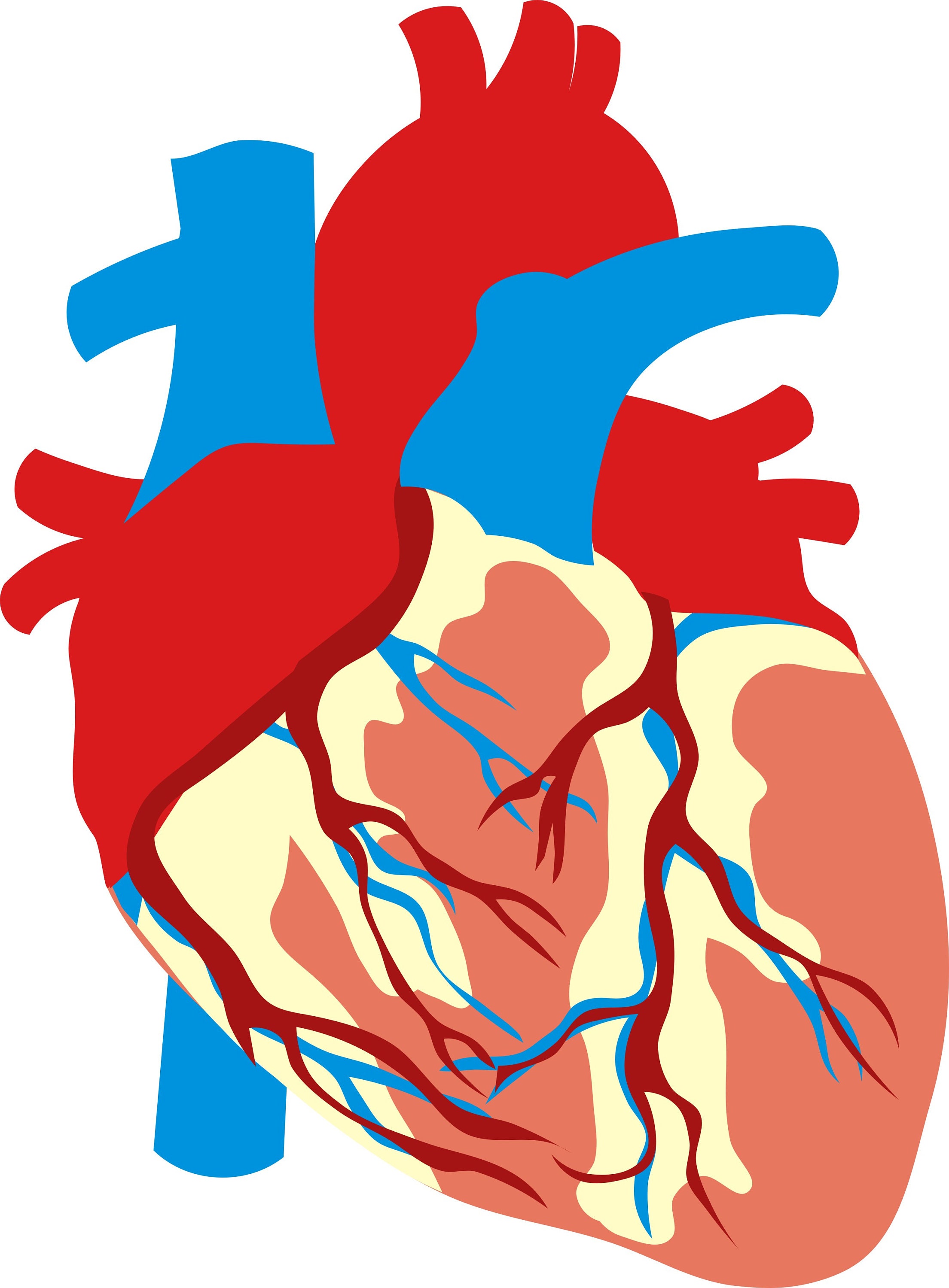 Realistic Human Heart SVG. Dxf, PNG. EPS. Jpg Big Size 300 Dpi - Etsy