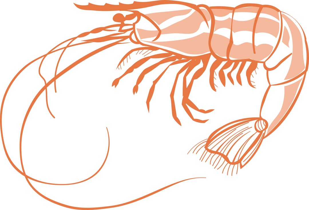 Realistic Shrimp SVG. Dxf, PNG. EPS. Jpg Big Size 300 Dpi - Etsy