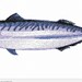 Mackerel Fish Machine Embroidery Design Instant Download - Etsy