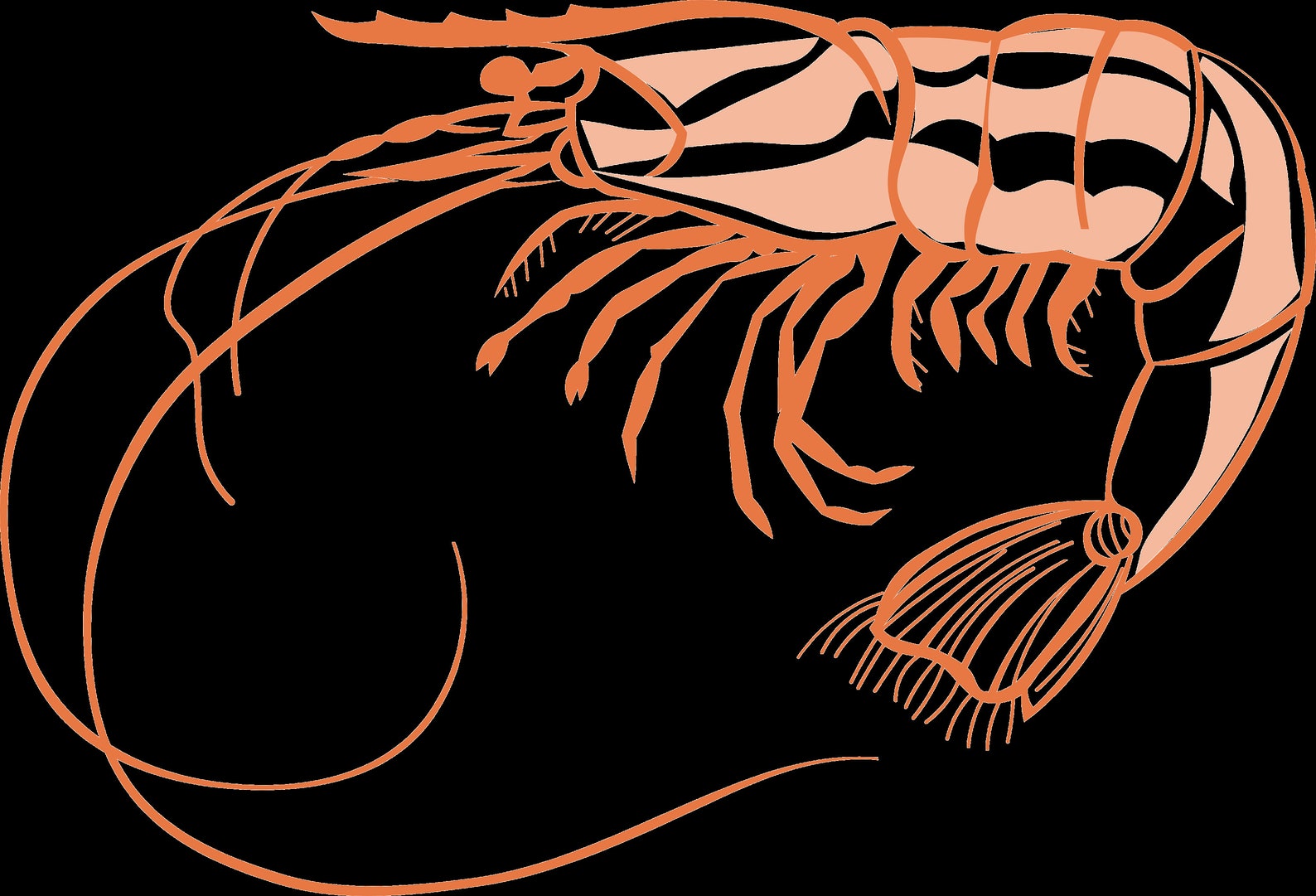 Realistic Shrimp SVG. Dxf PNG. EPS. Jpg Big Size 300 Dpi | Etsy