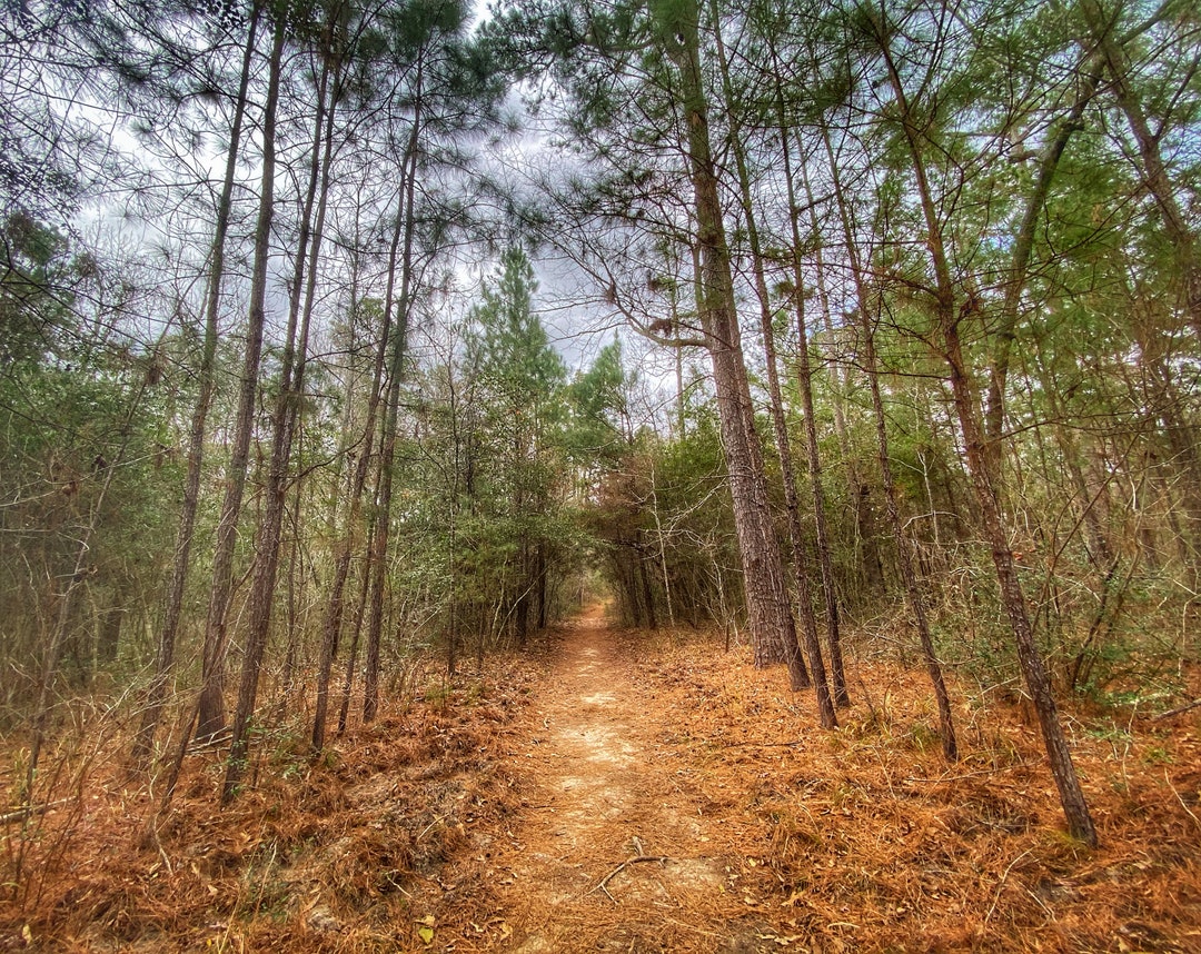 Stephen F Austin State Park Trees - Etsy