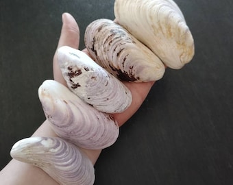 Scotland Blue Mussel Shells - Etsy