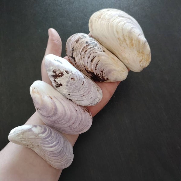 Mussel Shells - Etsy