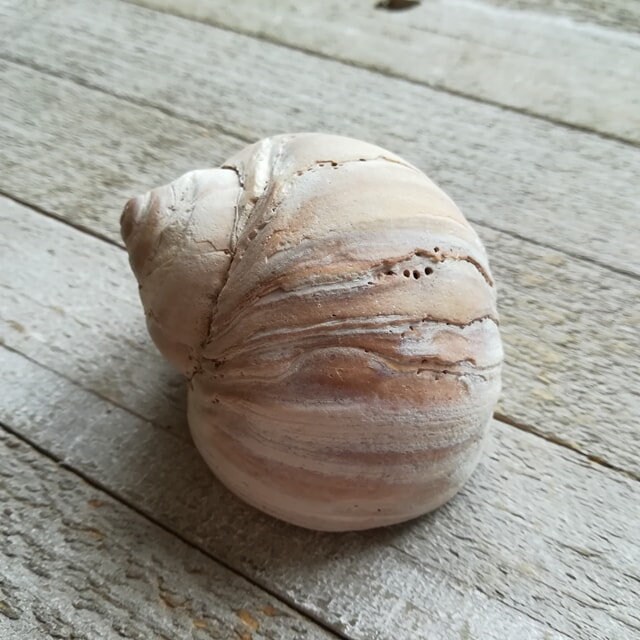 Moon Snail Shell