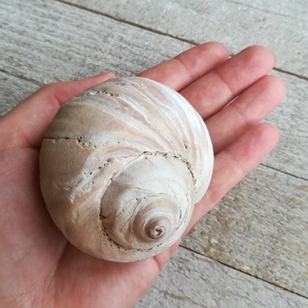 Moon Snail - Etsy