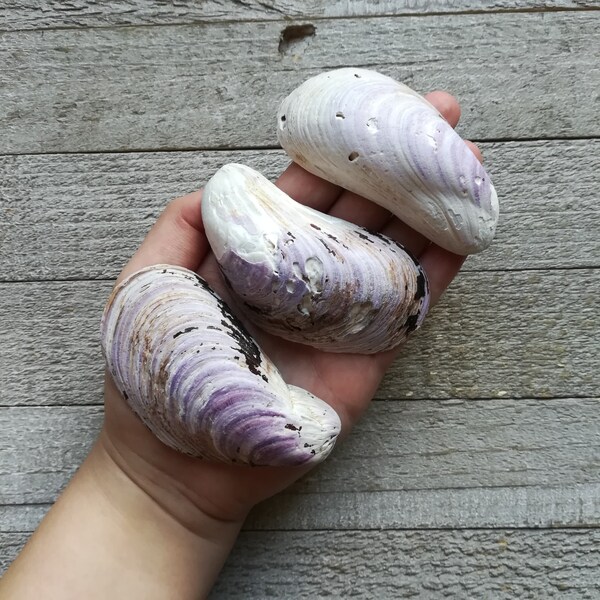 Bulk Seashells - Etsy