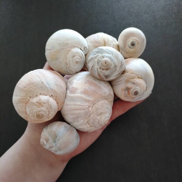 Snail Shells - Etsy