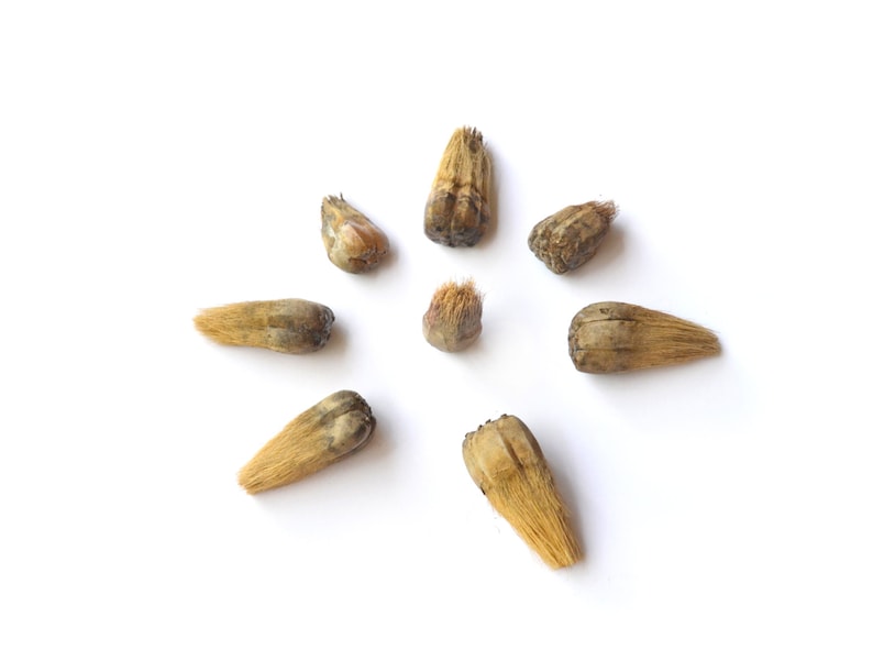 Hawaiian Paint Brushes Hala Tree Lauhala Seeds Home Decor Jewelry ...