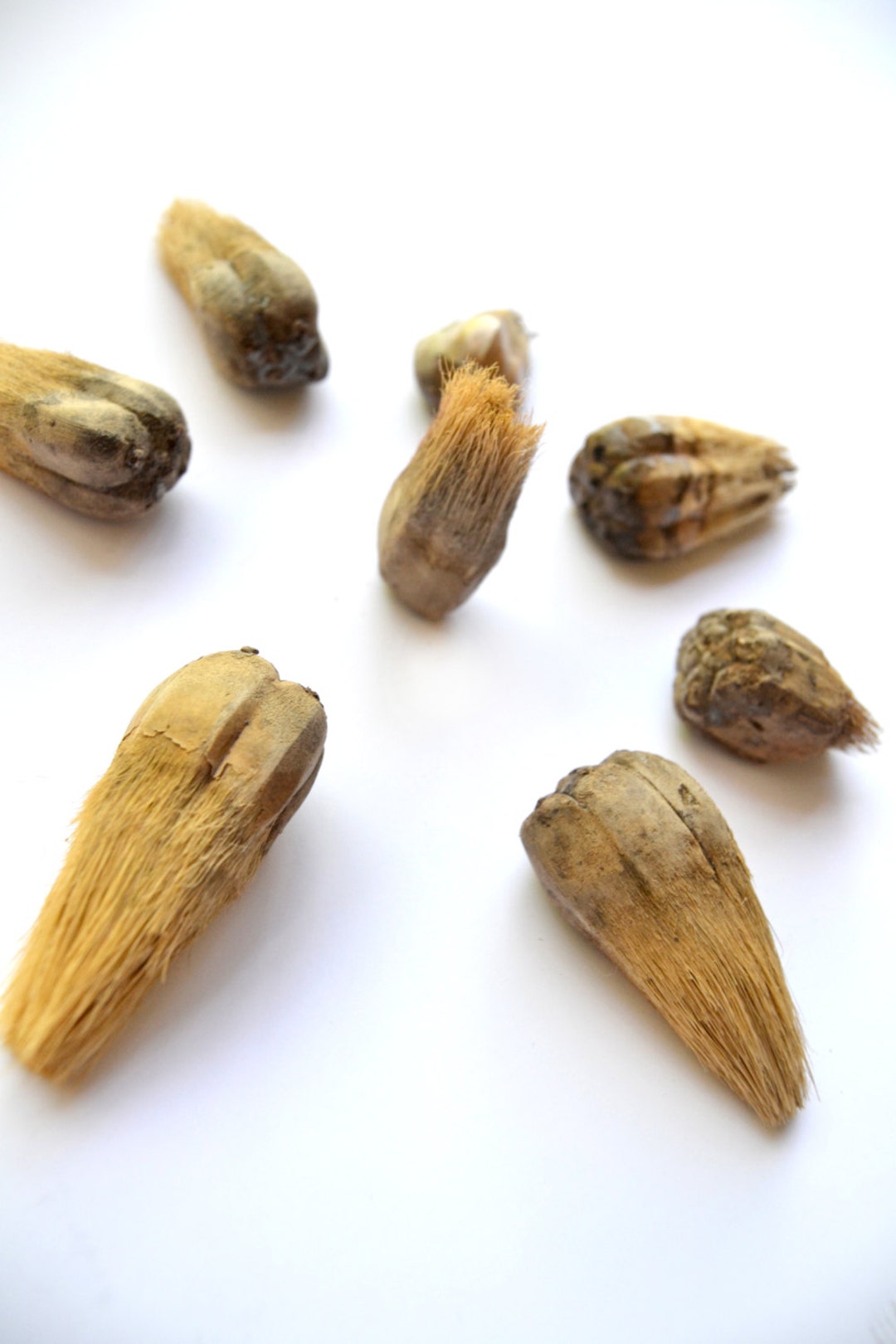 Hawaiian Paint Brushes Hala Tree Lauhala Seeds Home Decor Jewelry ...