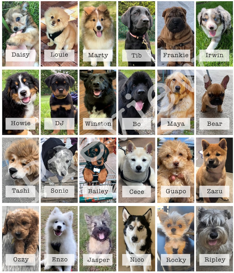 Dogspotting Guess Who Game Cards (printable Download) - Etsy