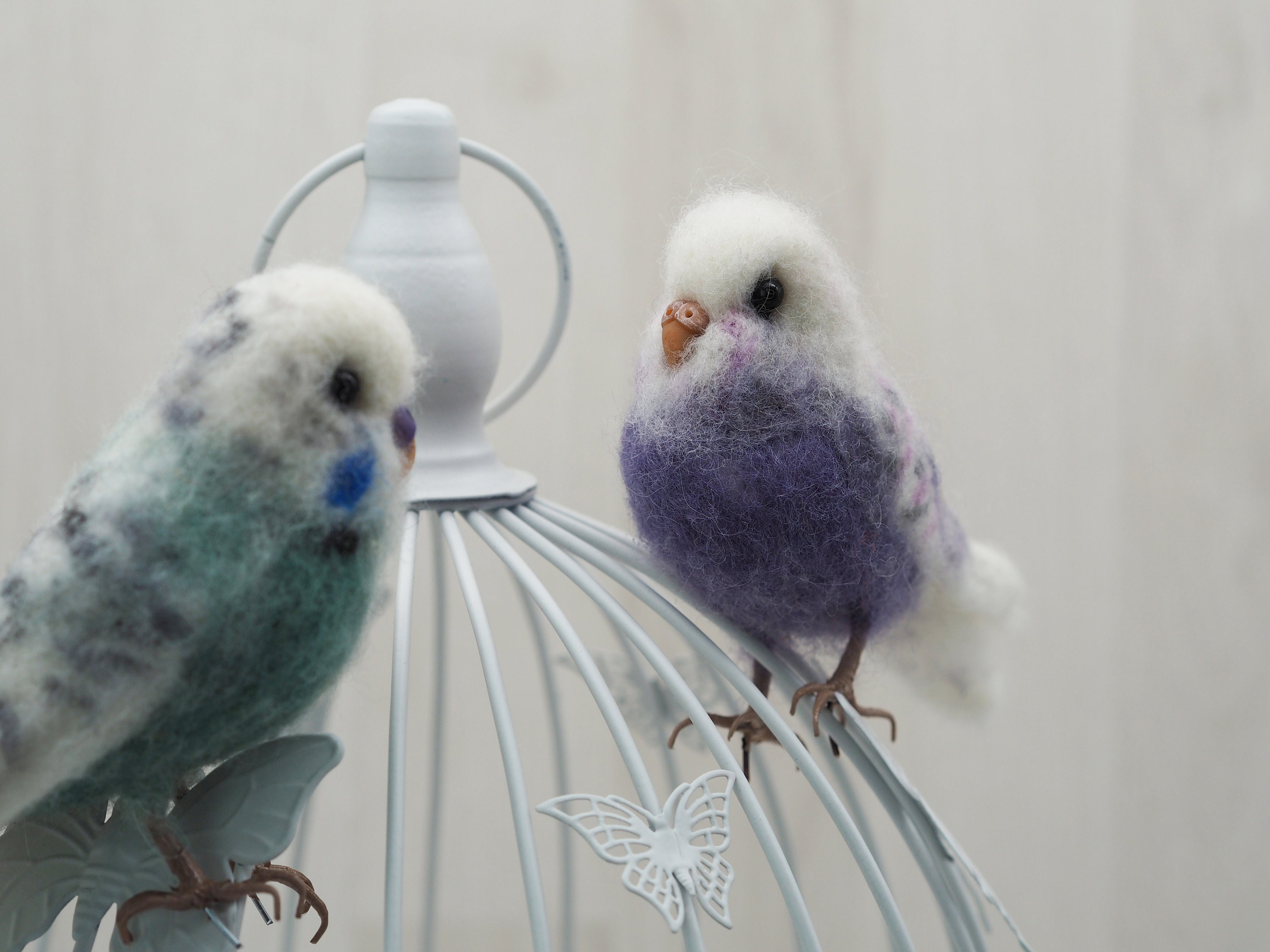 Purple Budgies