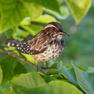 Needle Felted Cactus Wren Faux Taxidermy Bird Artwork, Arizona Art ...