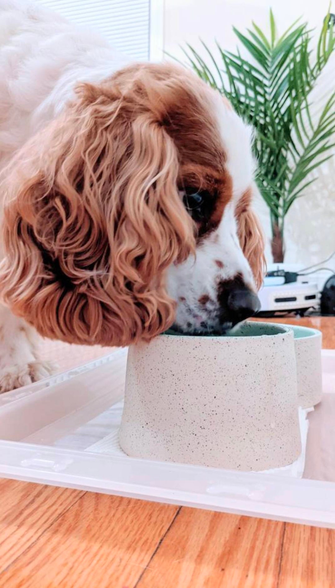 Tall Custom Dog Bowl L Long Eared Dogs L Personalized Spaniel Bowl L ...